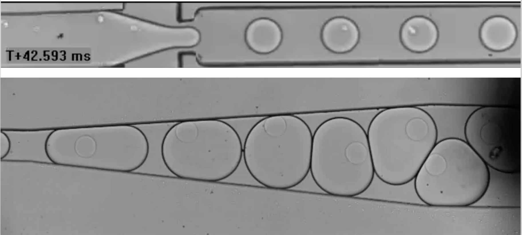 Single cell RNA-seq – principles and processing – DIY.transcriptomics